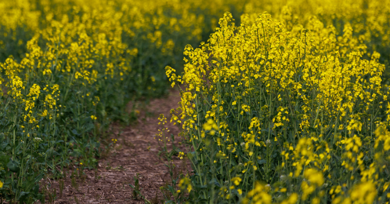 Renewable diesel plant opts for Sulzer pumps creating low-carbon fuel ...